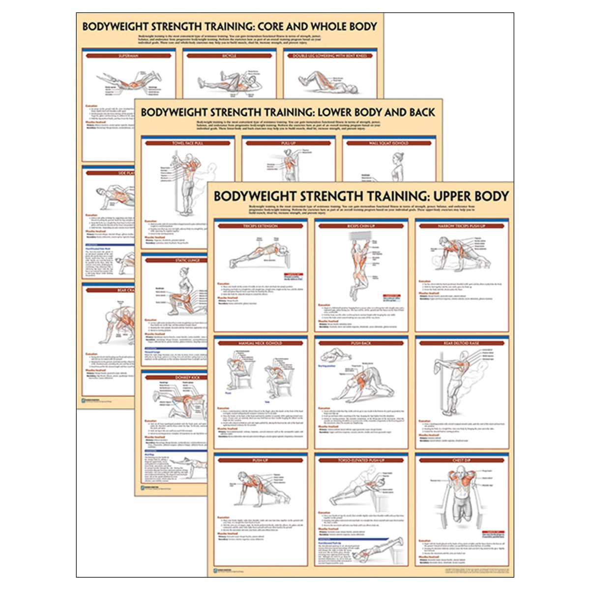 Bodyweight Strength Training Anatomy Poster Series – Human Kinetics Canada